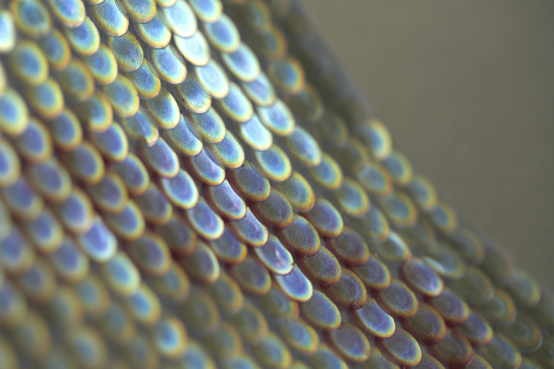 Radiant Matter