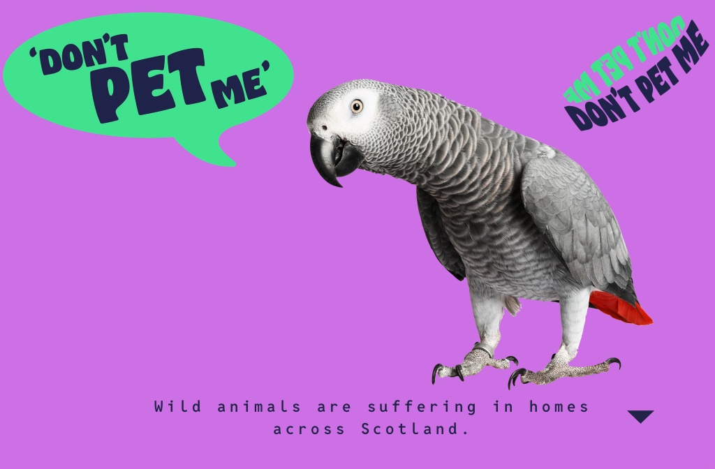Don't Pet Me: 'exotic pets' campaign — Author